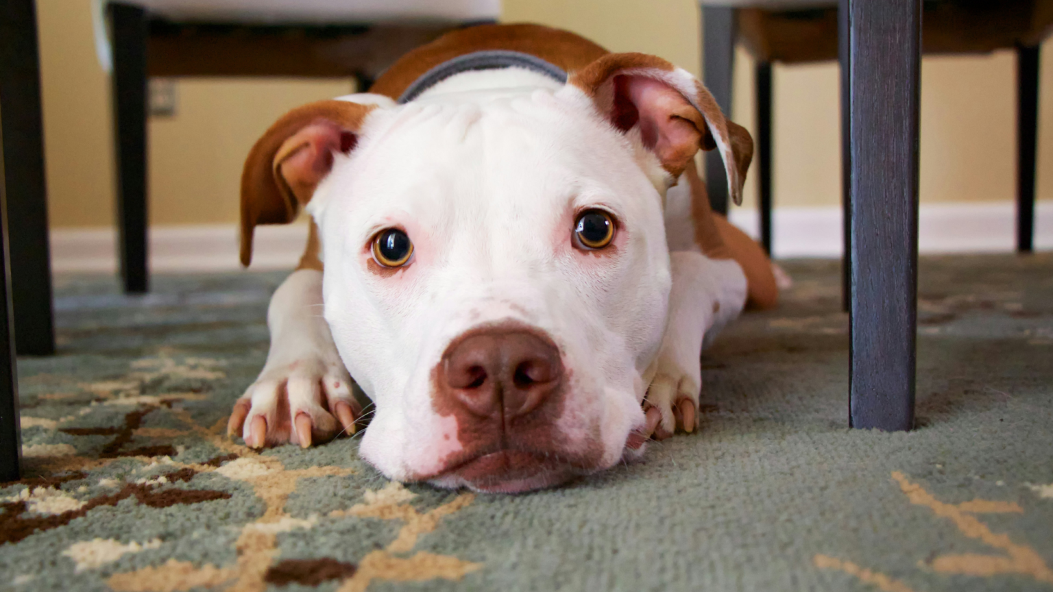 Pitbull vs Bulldog: 6 Features You Need to Compare