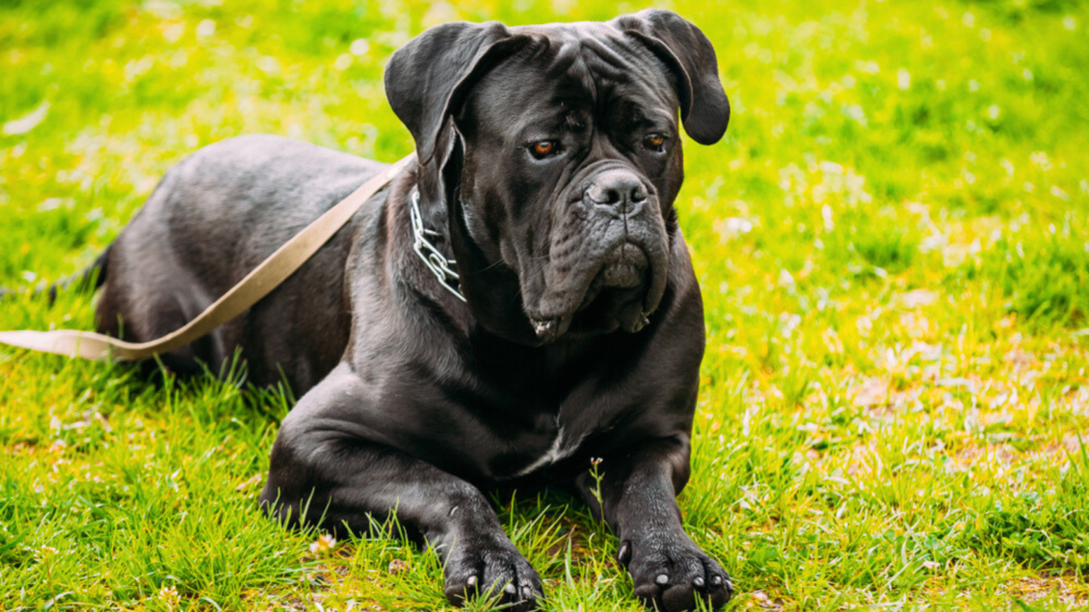 Cane Corso Size Comparison: Breakdown of This Breed's Build