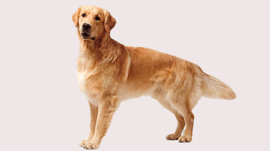 Golden Retriever Height in Feet: Full Growth Breakdown