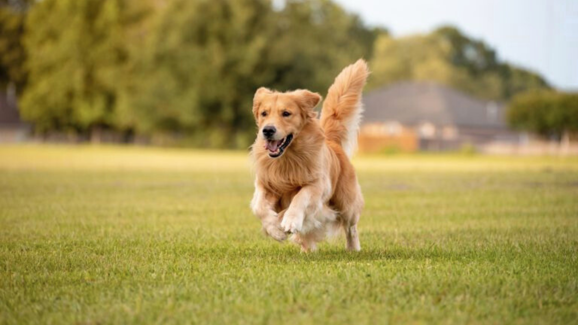 Golden Retriever Height in Feet: Full Growth Breakdown