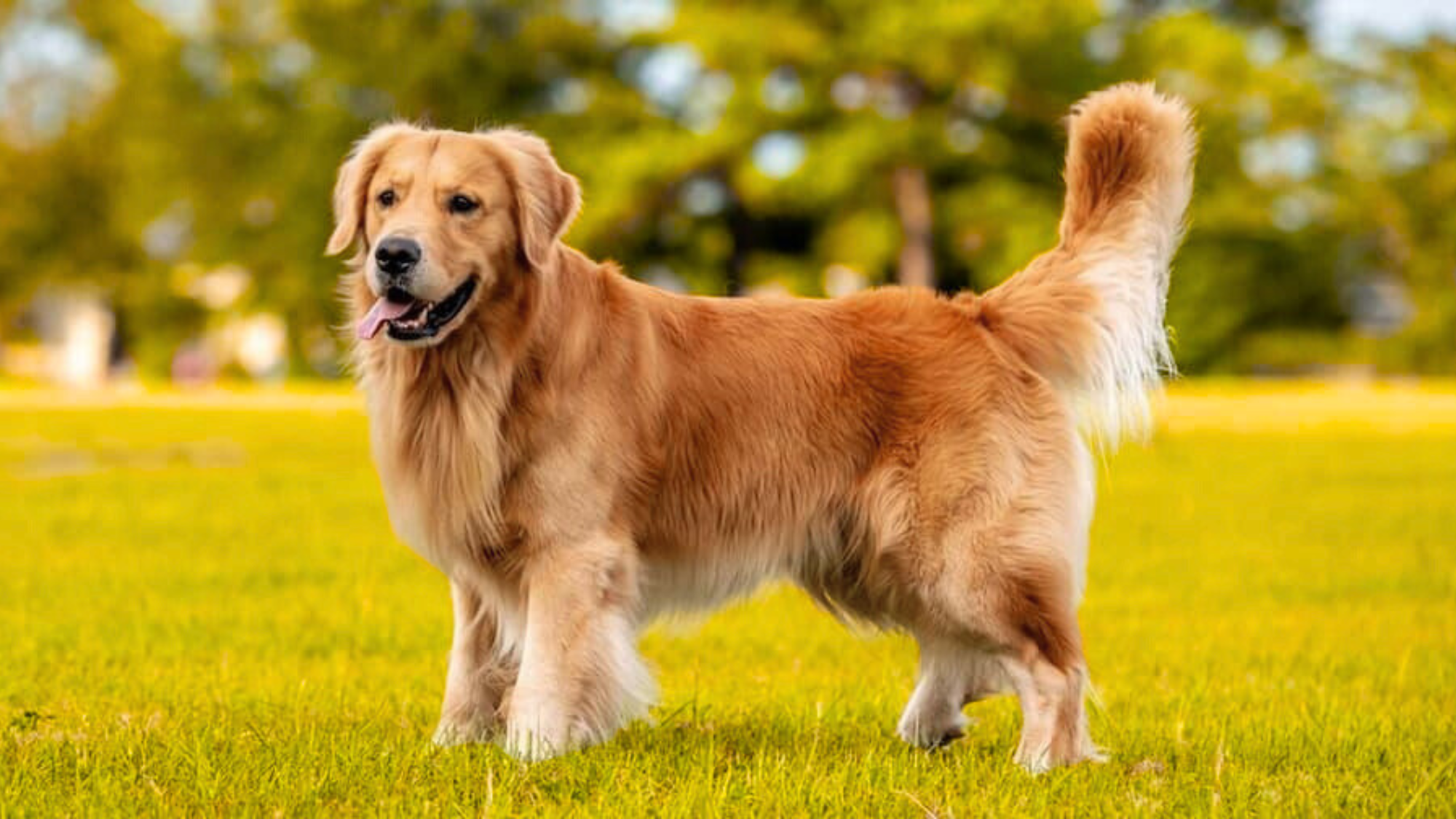 Golden Retriever Height in Feet: Full Growth Breakdown