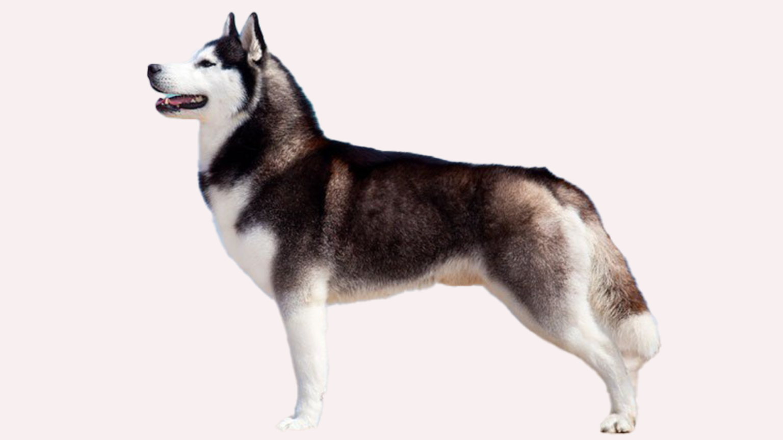 Husky Dog Weight Chart: Full Growth Breakdown