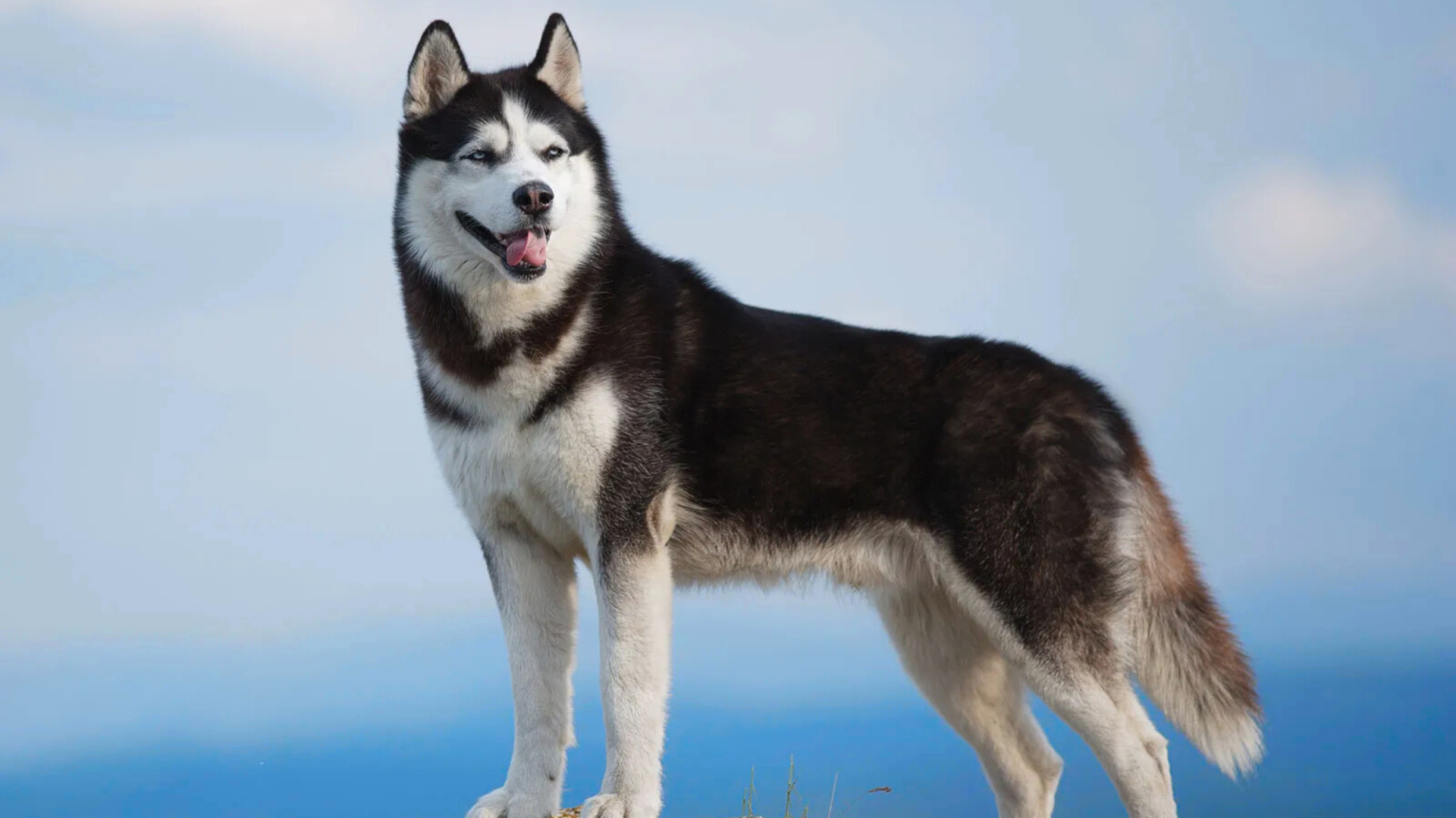 Husky Dog Weight Chart: Full Growth Breakdown