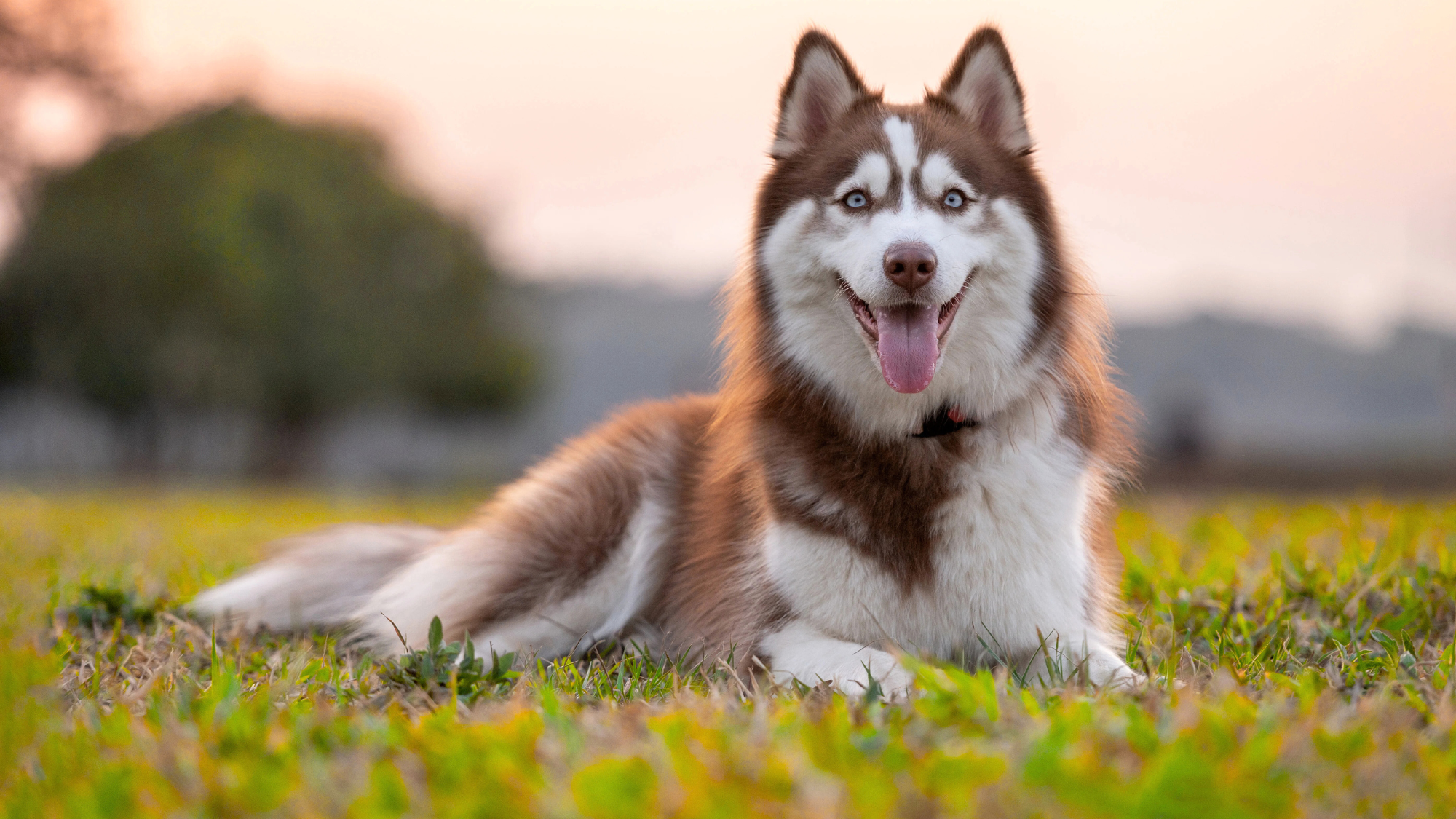 Husky Dog Weight Chart: Full Growth Breakdown