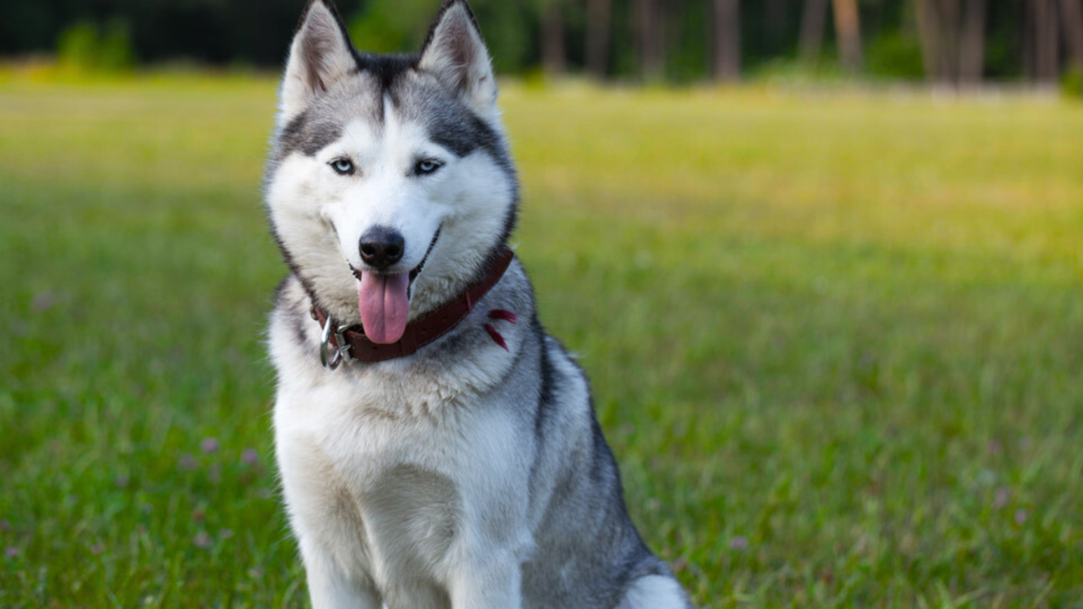 Husky Dog Weight Chart: Full Growth Breakdown