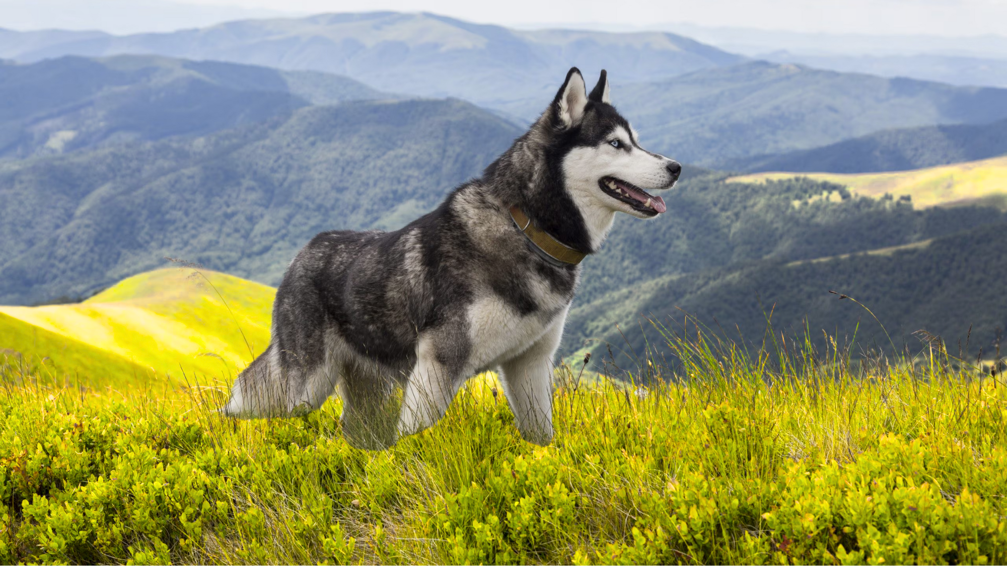 Husky Dog Weight Chart: Full Growth Breakdown