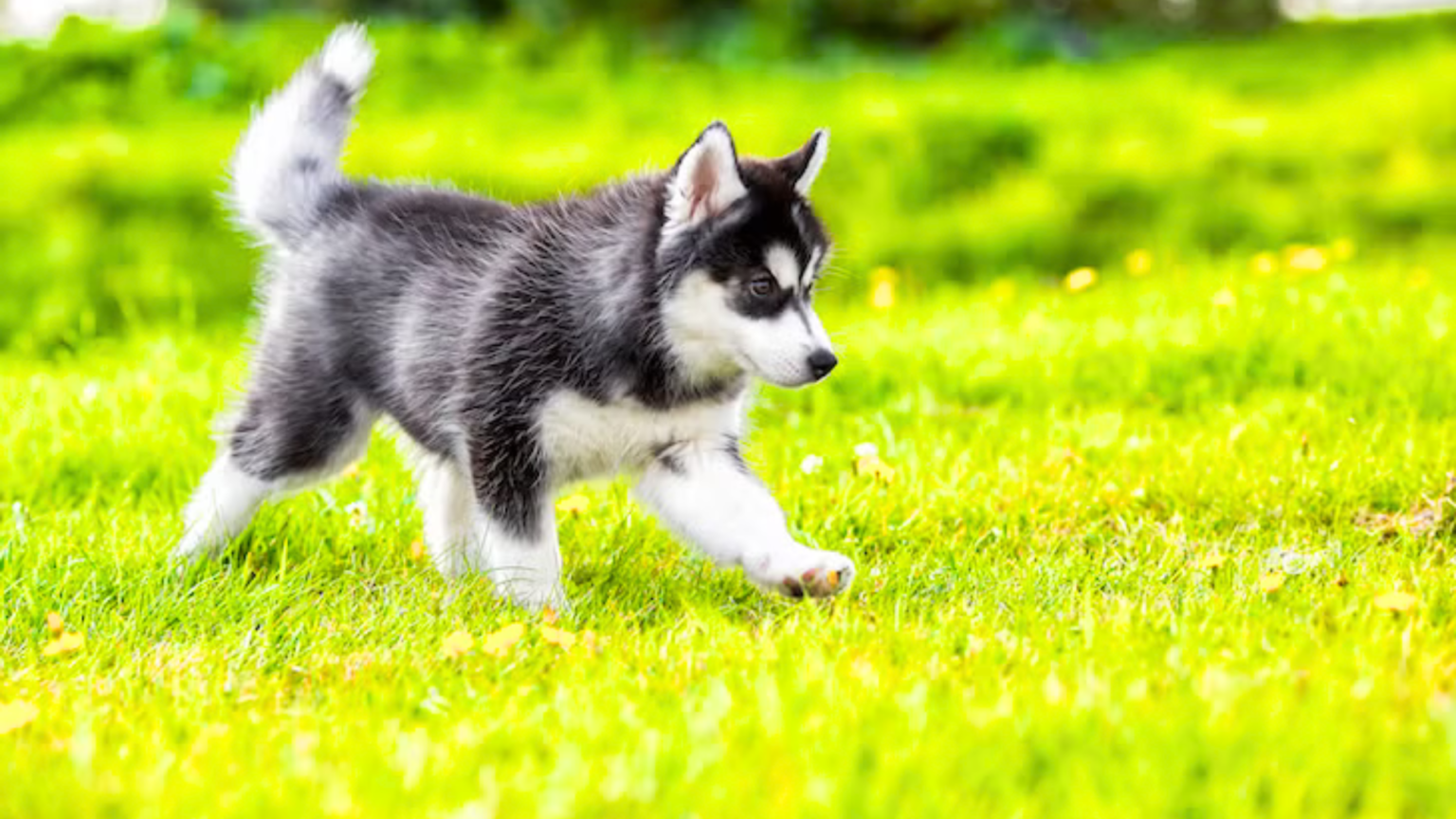 Husky Dog Weight Chart: Full Growth Breakdown