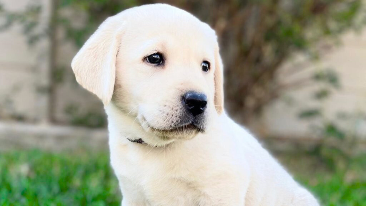 Labrador Weight Calculator: Tracking Growth Like a Pro