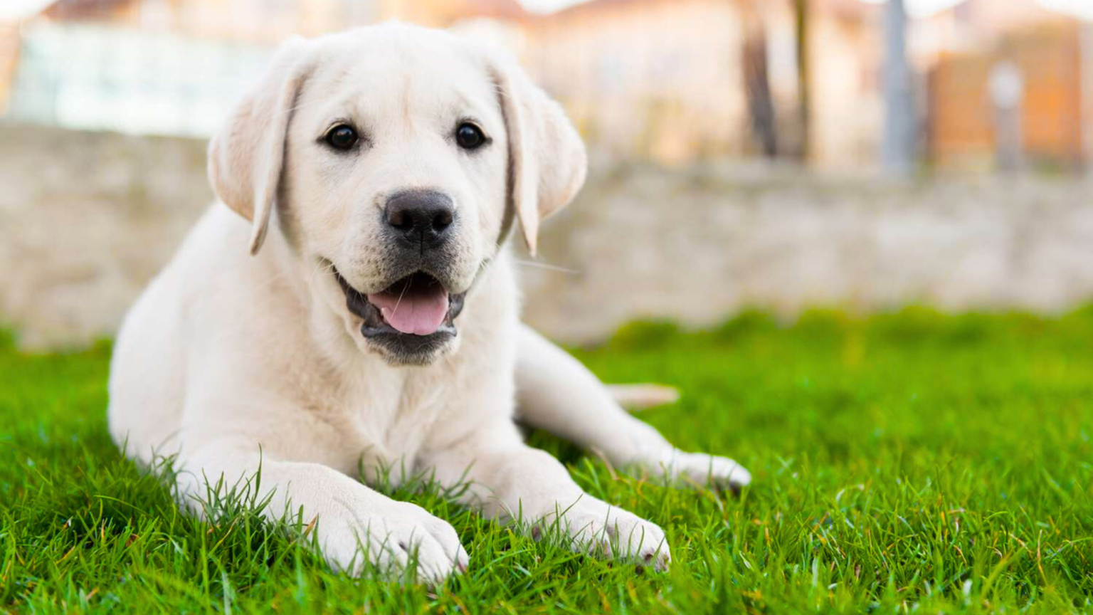 Labrador Weight Calculator: Tracking Growth Like a Pro