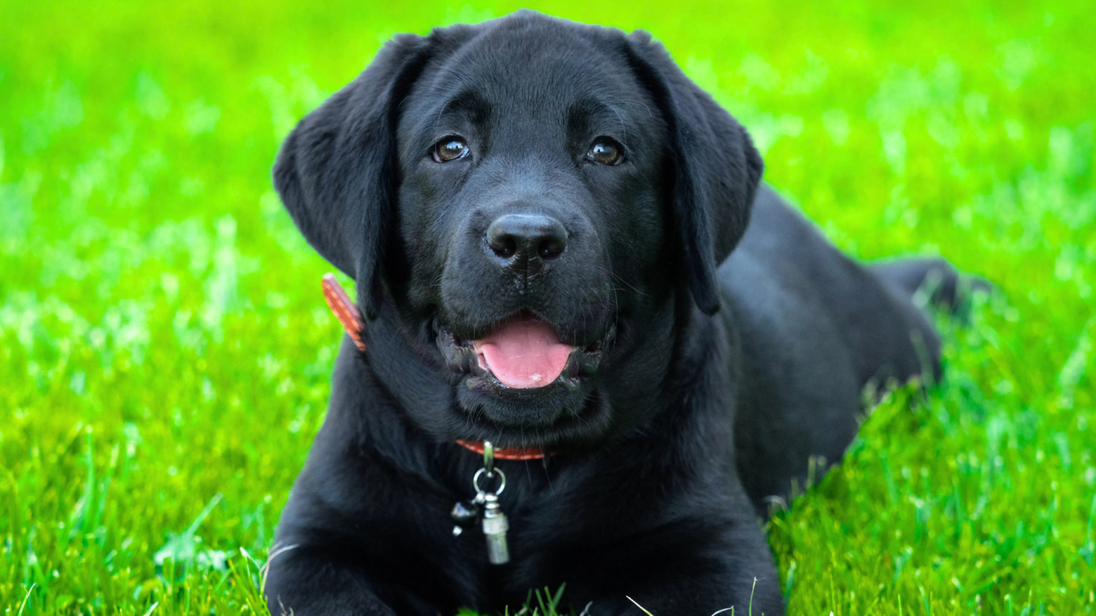 Labrador Weight Calculator: Tracking Growth Like a Pro