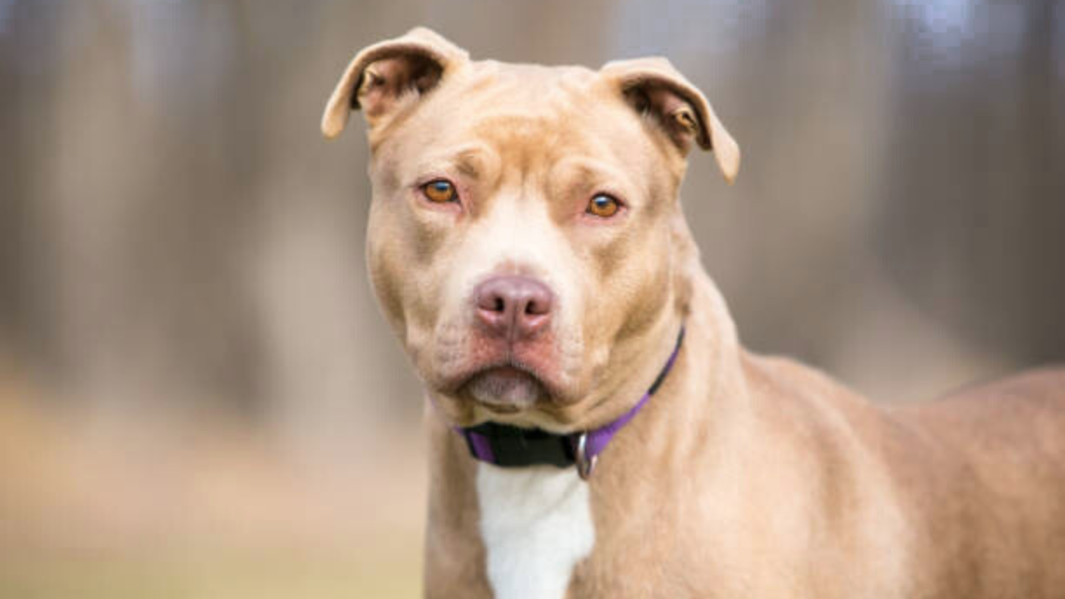 Pitbull vs Cane Corso: Comparison of Two Powerful Breeds