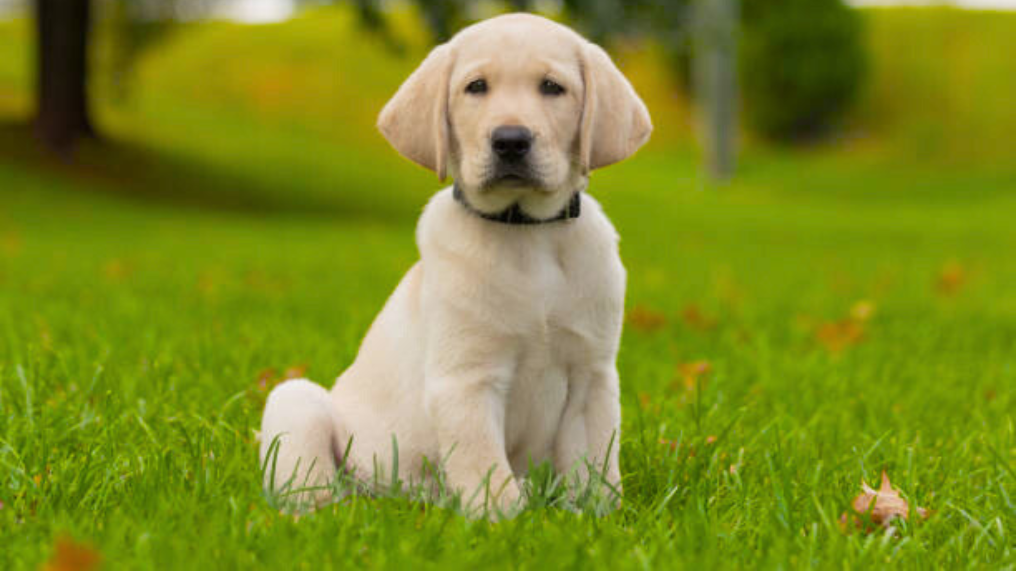 Labrador Weight Calculator: Tracking Growth Like a Pro