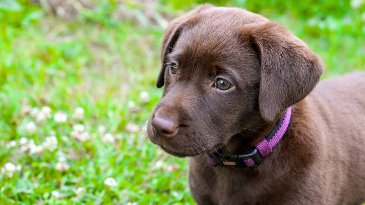 Labrador Weight Calculator: Tracking Growth Like a Pro