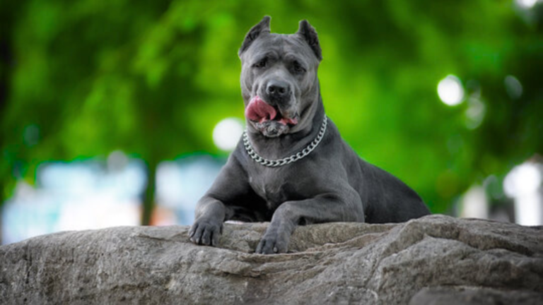 Cane Corso Bite Force PSI: Breed’s Bite Strength & More…