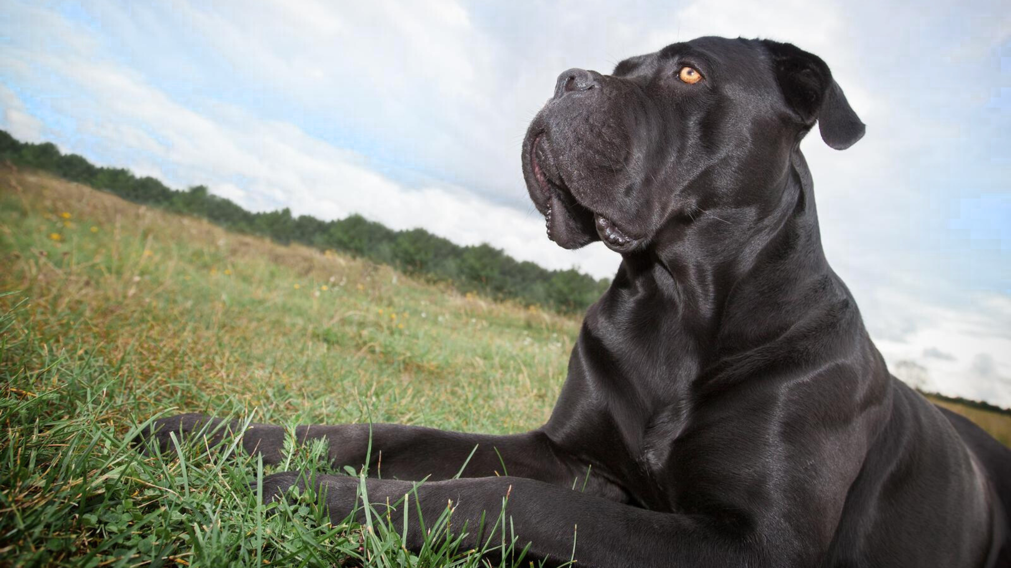 Cane Corso Bite Force PSI: Breed’s Bite Strength & More…