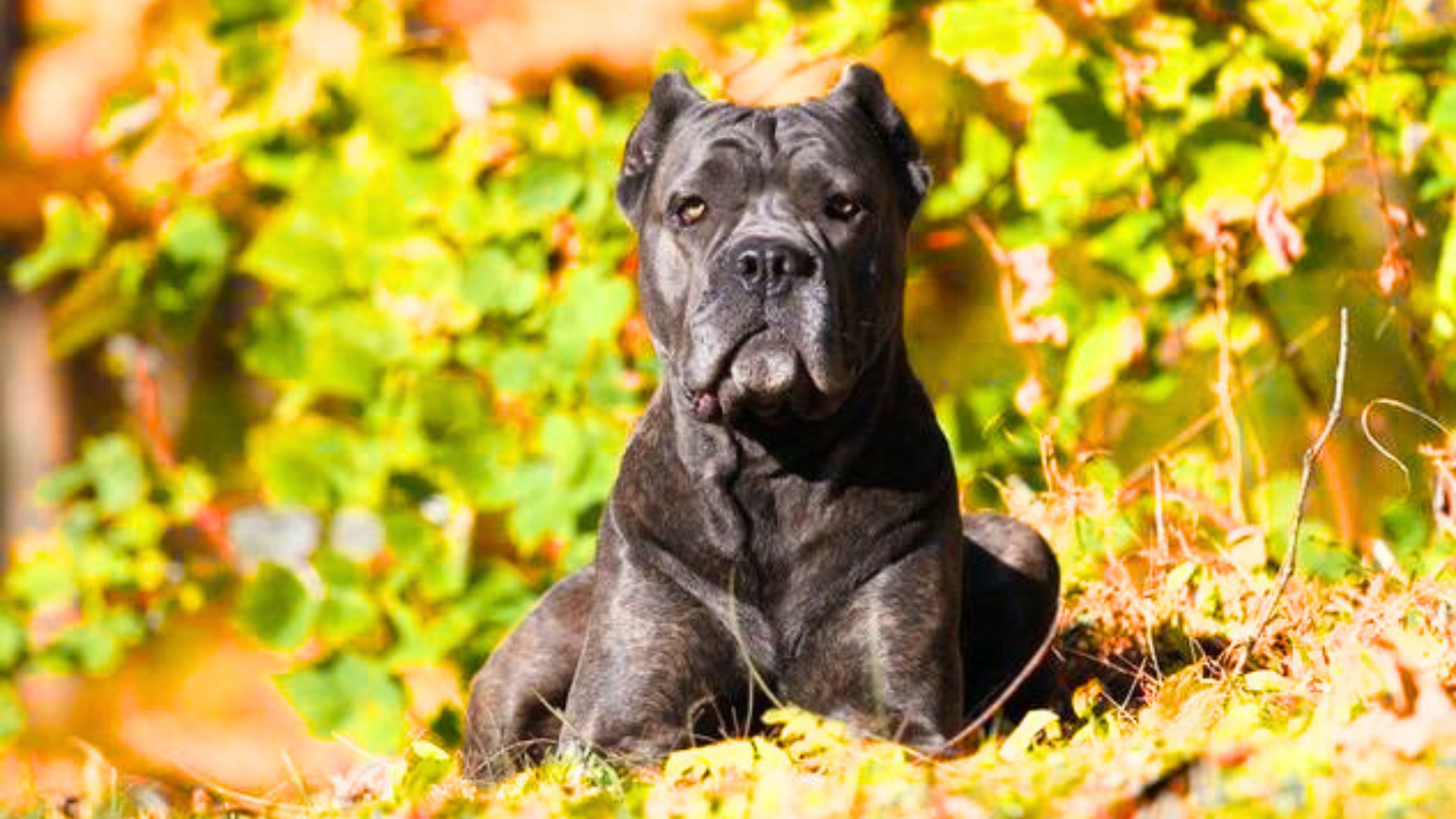 Cane Corso Bite Force PSI: Breed’s Bite Strength & More…