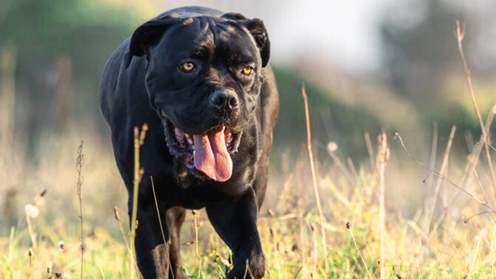 Pitbull vs Cane Corso: Comparison of Two Powerful Breeds