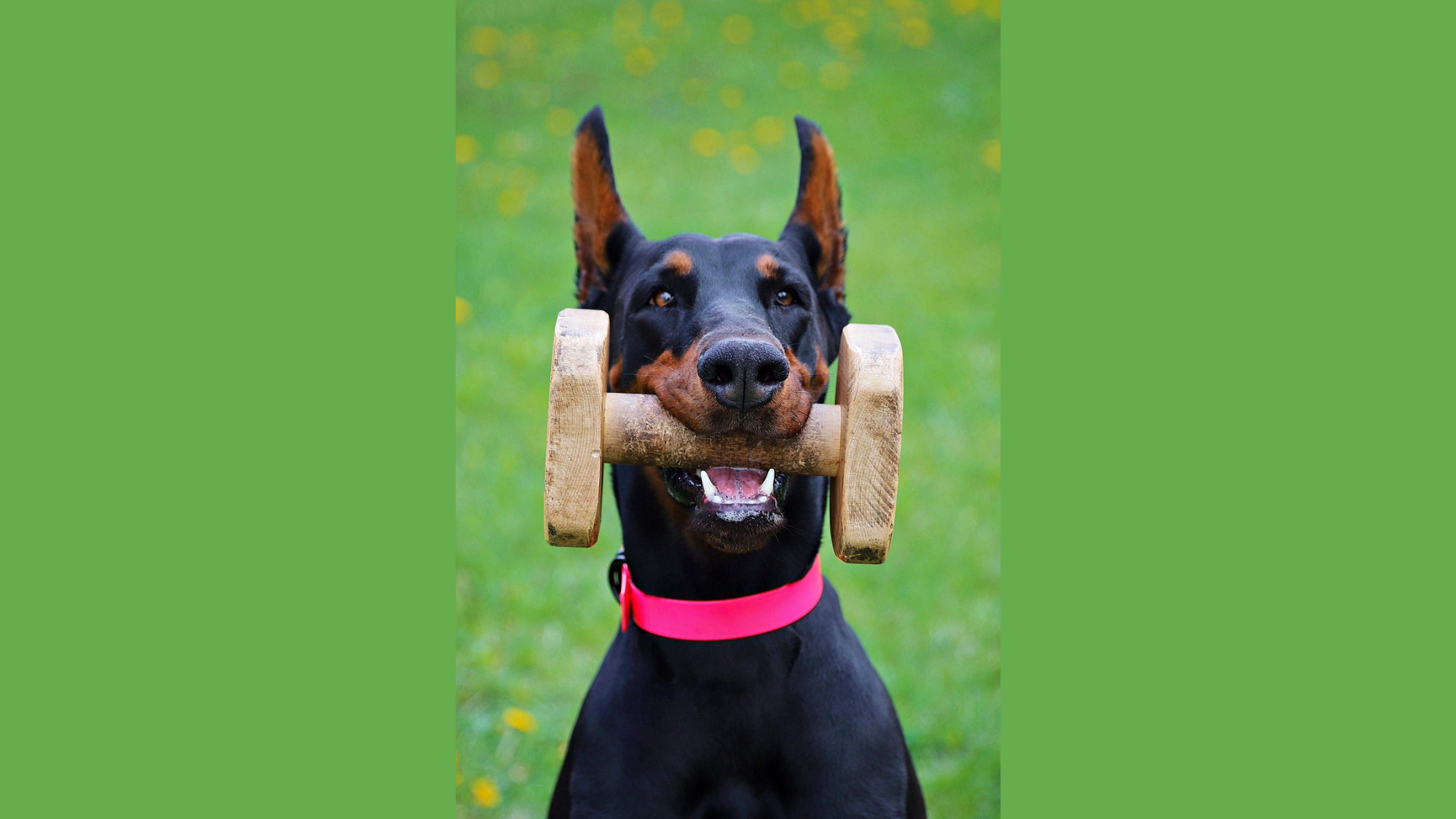 Doberman Bite Force 600 Psi: The Power Behind the Bite