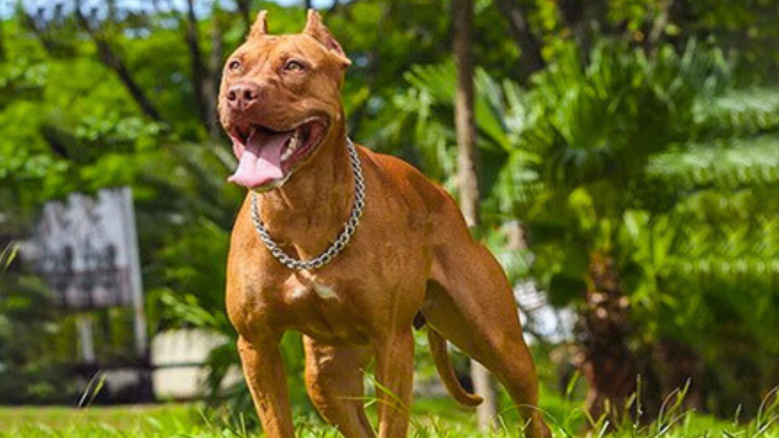 PitBull Weight Chart by Age: Growth and Development