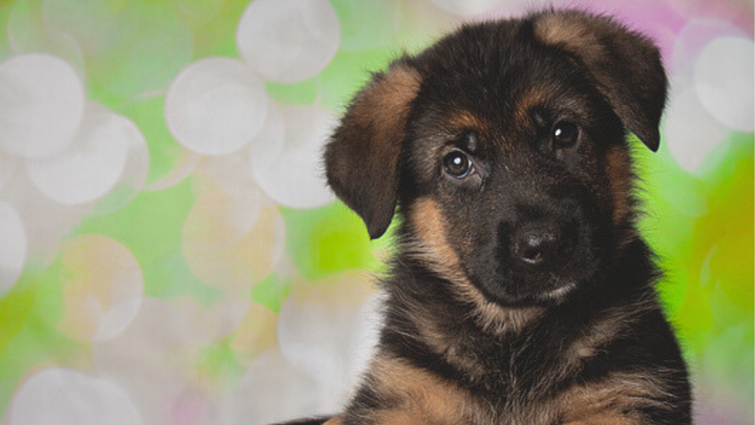 German Shepherd Puppy Size: Month-by-Month Growth