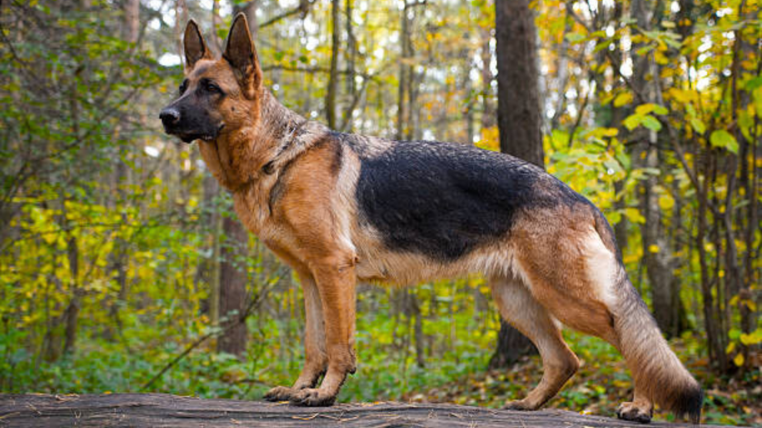 Female German Shepherd Weight: Complete Breakdown