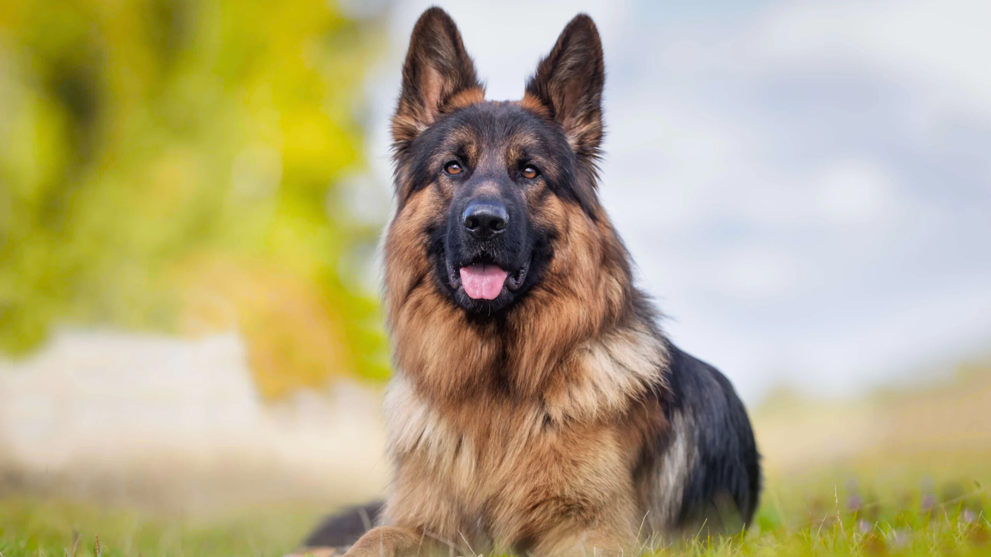Female German Shepherd Weight: Complete Breakdown