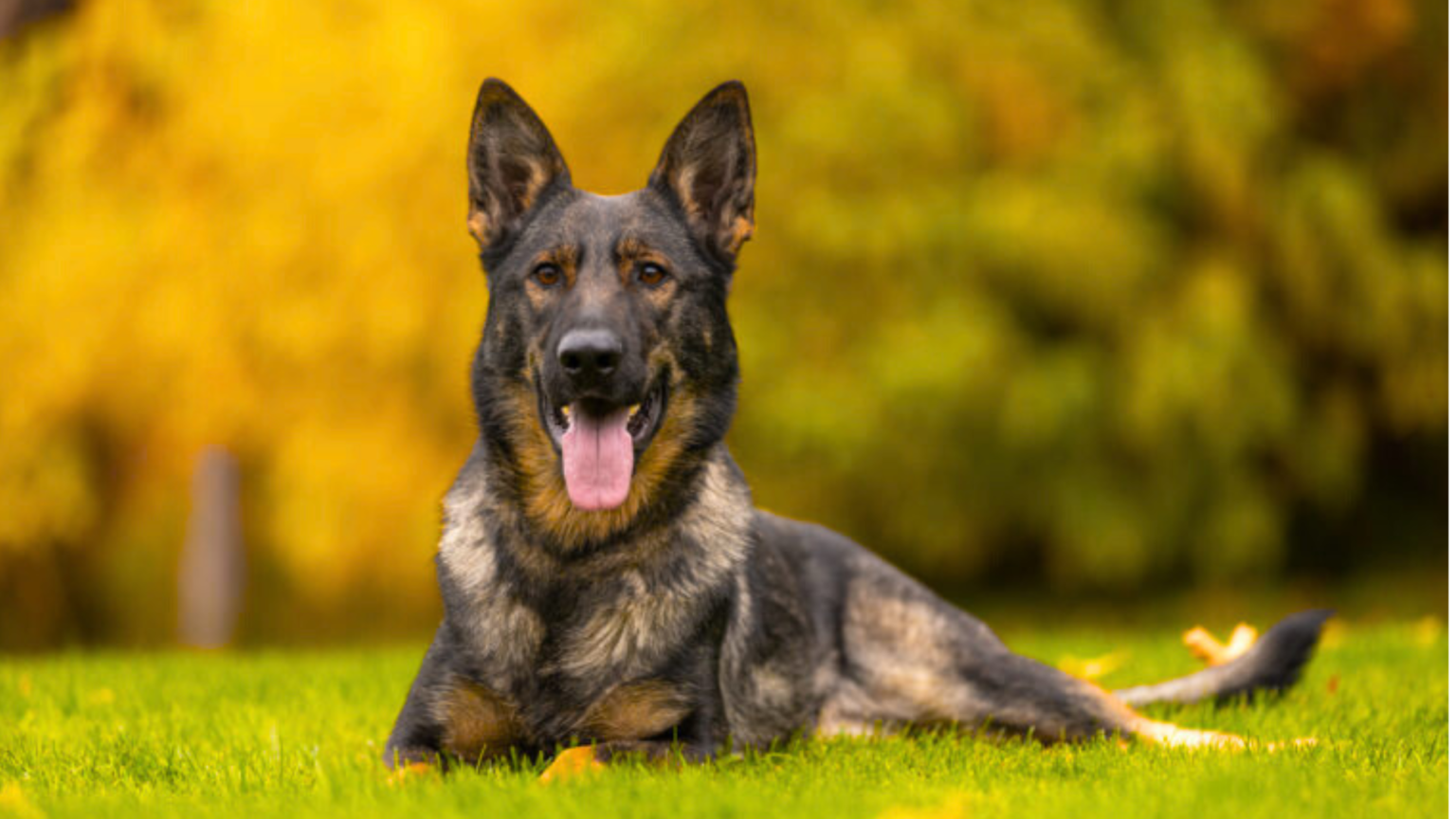 Female German Shepherd Weight: Complete Breakdown