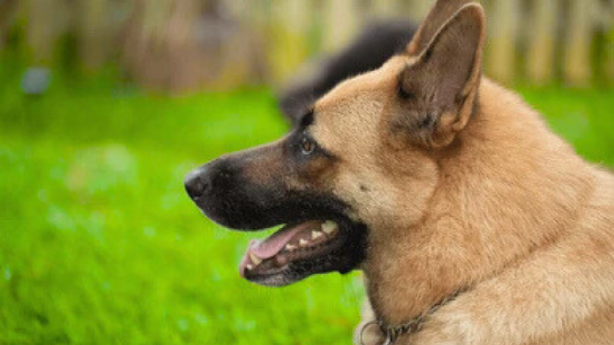 Female German Shepherd Weight: Complete Breakdown