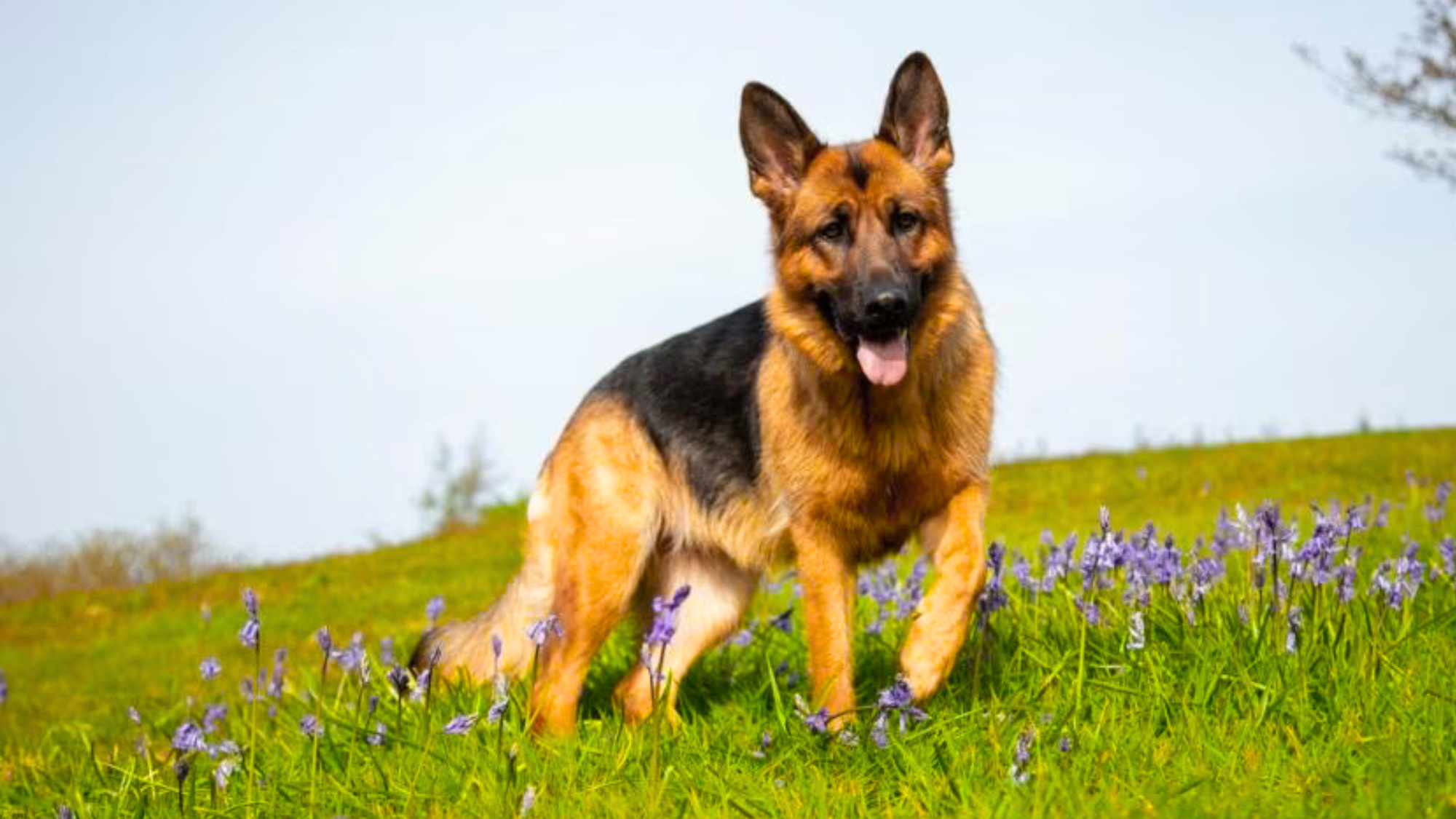 German Shepherd Original Breed: Heritage & Evolution