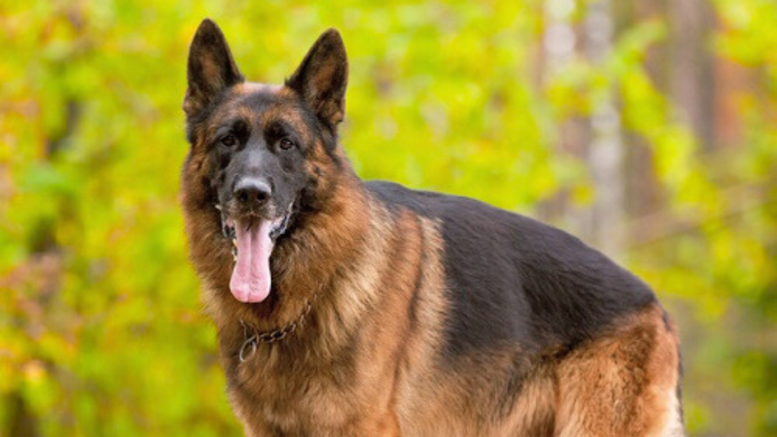 German Shepherd Original Breed: Heritage & Evolution