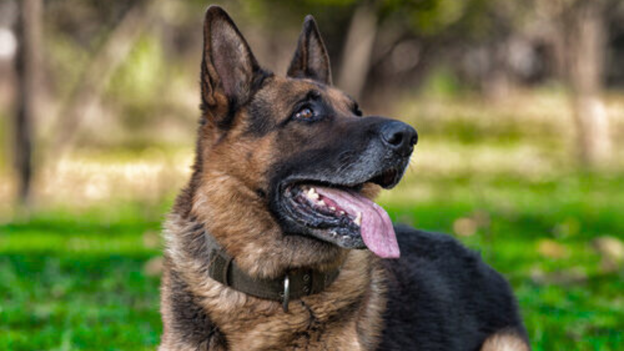 German Shepherd Original Breed: Heritage & Evolution
