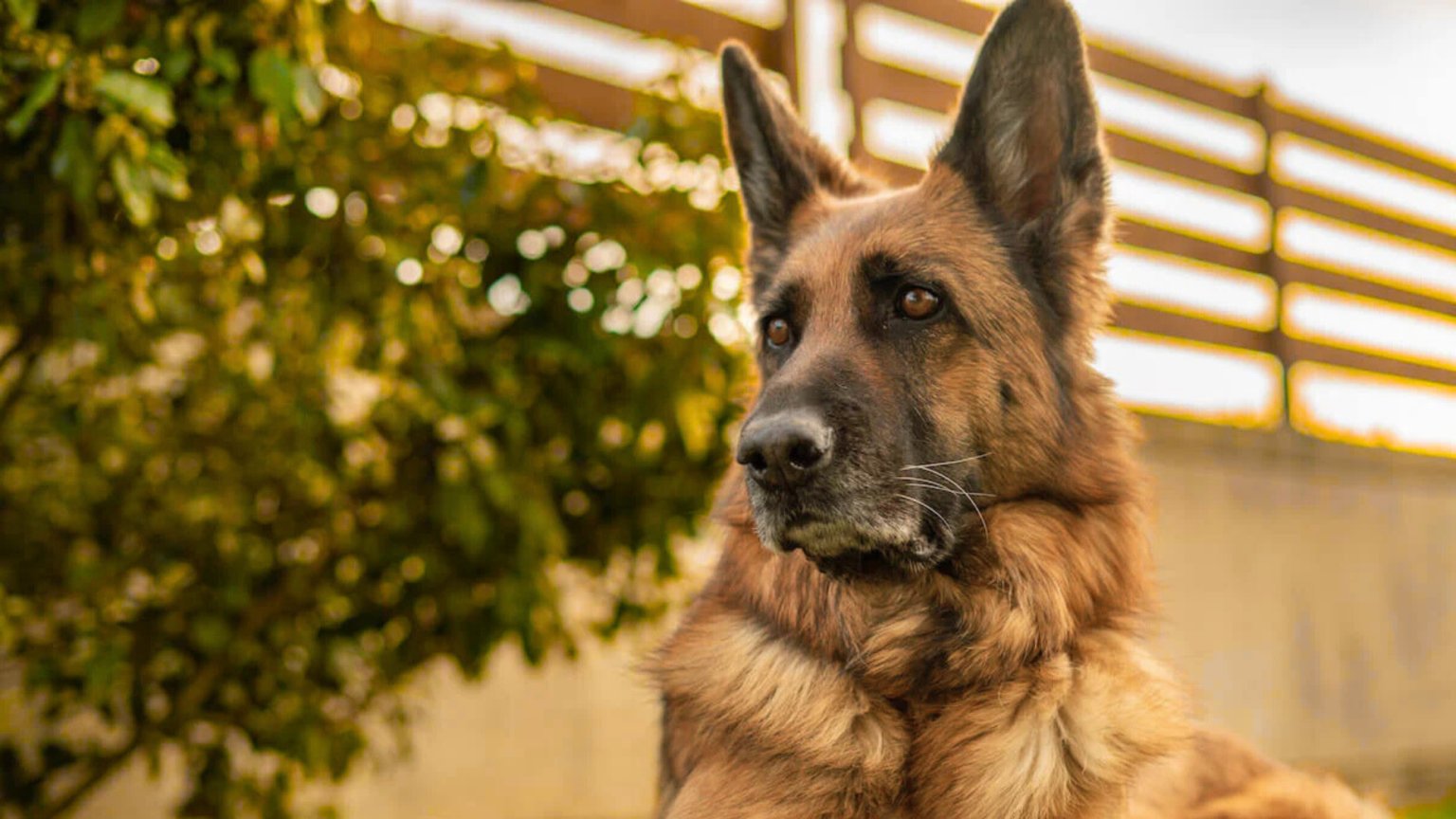 German Shepherd Original Breed: Heritage & Evolution