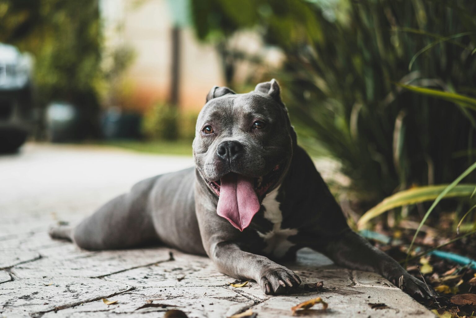 PitBull Size Chart: Guide to Pit Bull Growth and Development