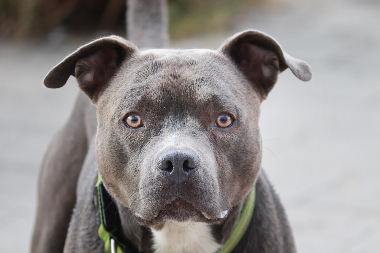 PitBull Weight Chart by Age: Growth and Development