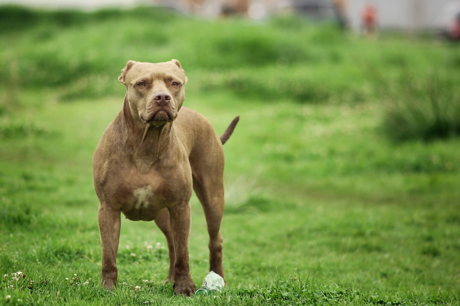 PitBull Size Chart: Guide to Pit Bull Growth and Development