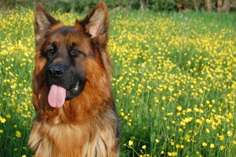 How Were German Shepherds Bred | Fascinating History Behind It!