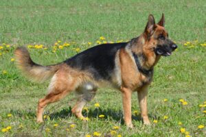 How Were German Shepherds Bred | Fascinating History Behind It!