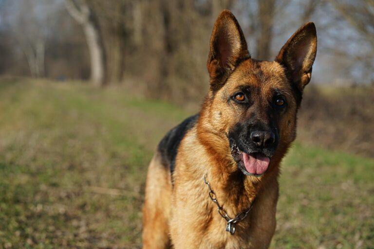 How Were German Shepherds Bred | Fascinating History Behind It!