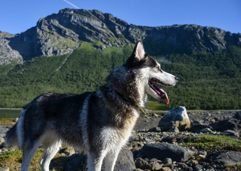 Why Are Huskies So Friendly | 6 Reasons Behind Their Nature