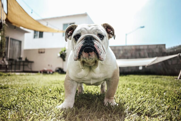 Pitbull vs Bulldog: 6 Features You Need to Compare