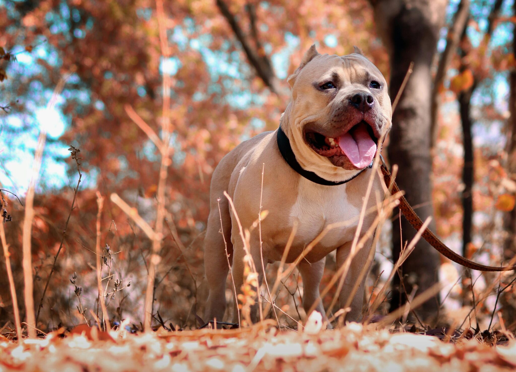 PitBull Weight Chart by Age: Growth and Development