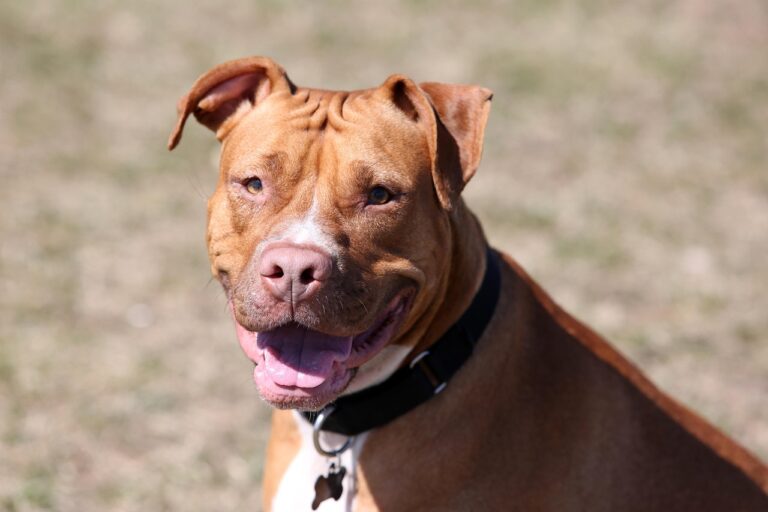 PitBull Weight Chart by Age: Growth and Development