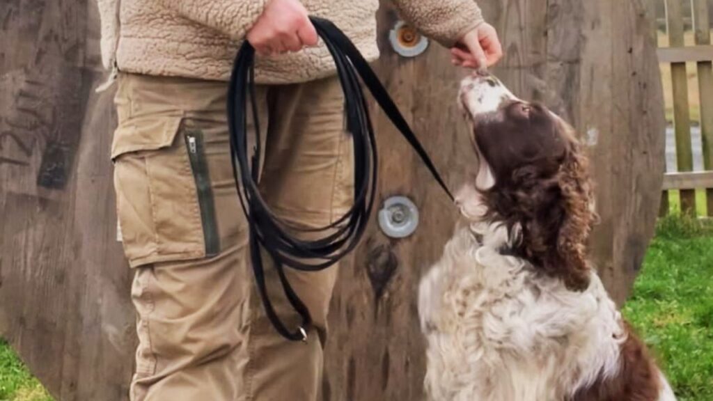Best Long Dog Leash for Training and Walking in 2025 - pawsitivegears.com