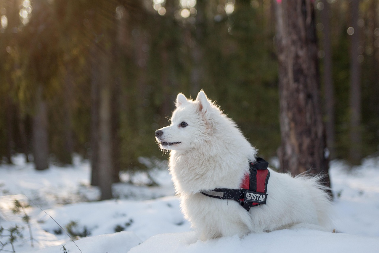 Samoyed Weight Chart: Growth Timeline and What to Expect