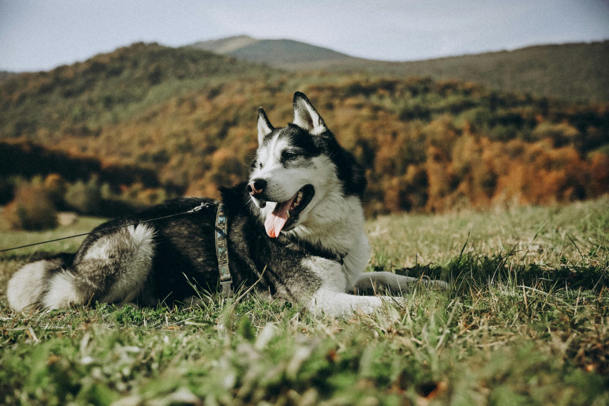 Husky Lifespan in Human Years: Factors, and Longevity Tips