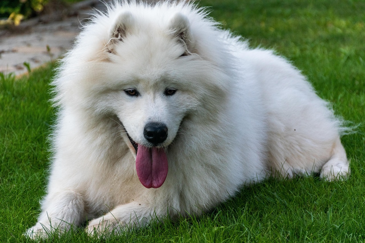 Samoyed Weight Chart: Growth Timeline and What to Expect