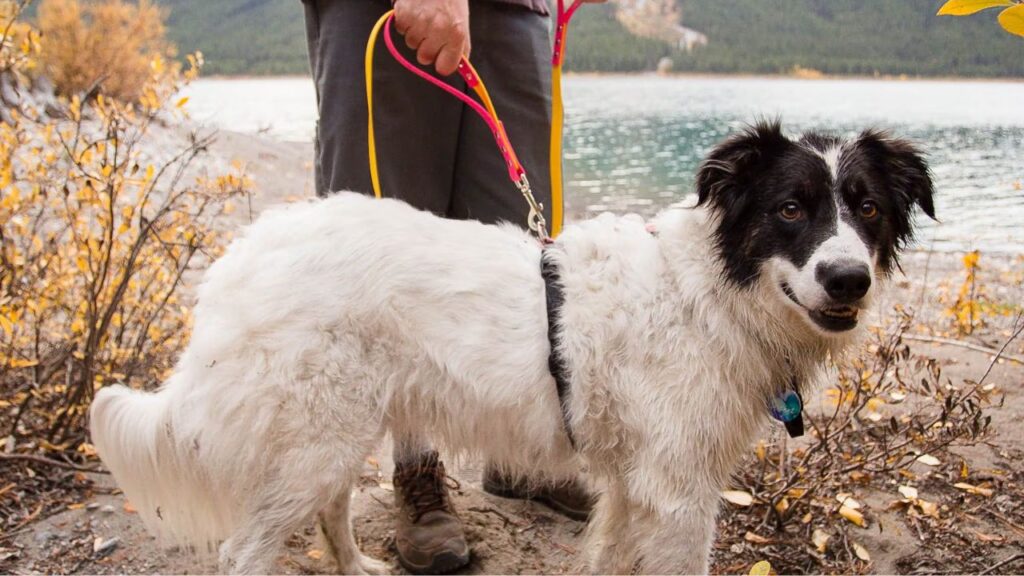 Best Leash for Strong Dogs 2025 | Top Tough Picks - pawsitivegears.com